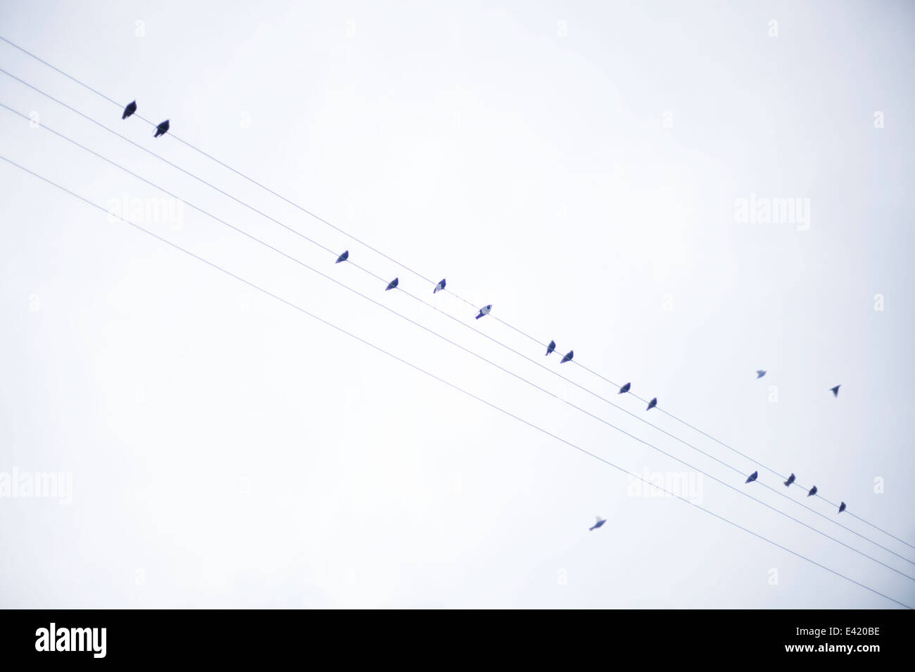 Birds on a wire Stock Photo - Alamy