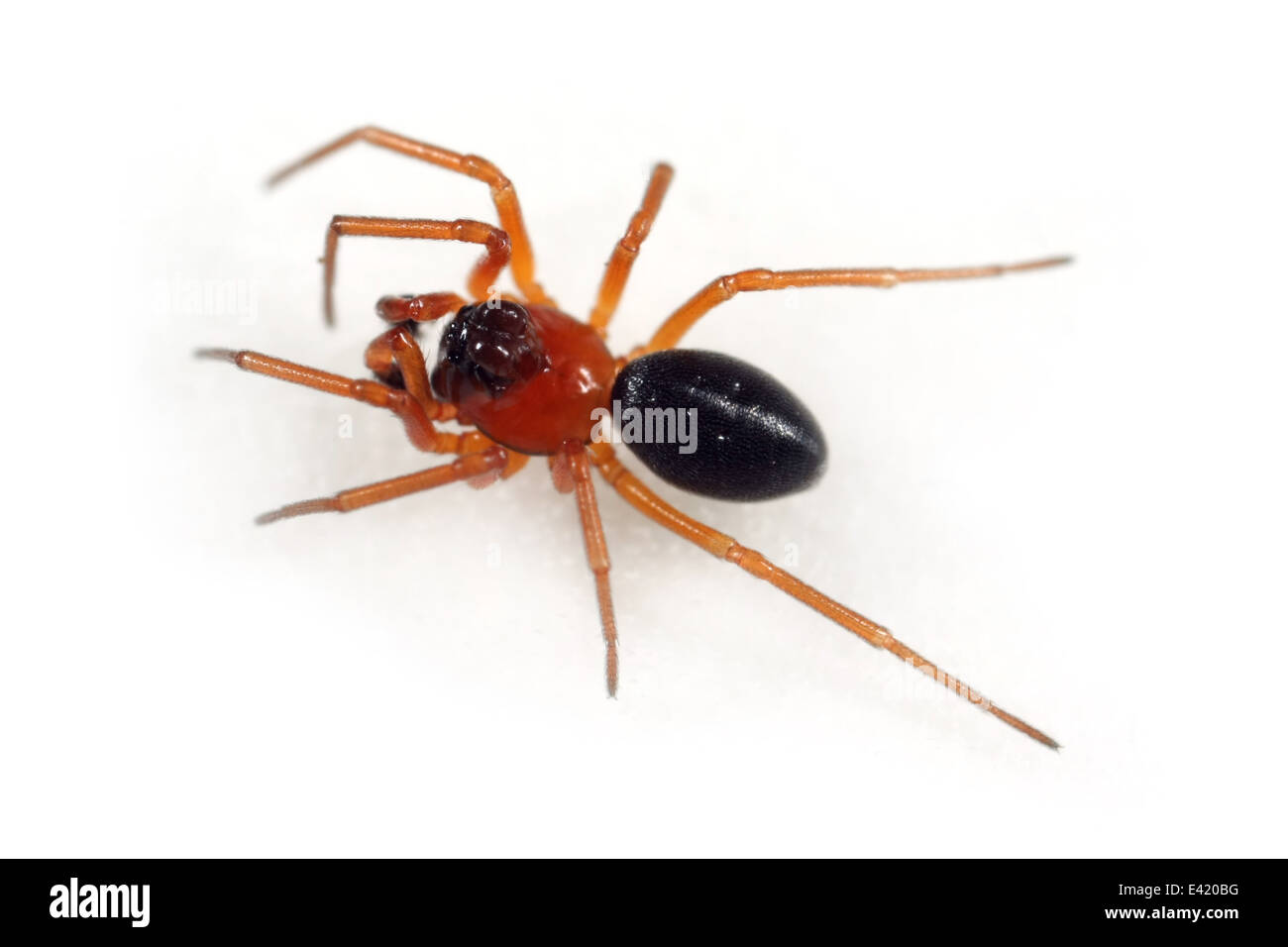 Male Marsh knob-head spider (Hypomma bituberculatum), part of the ...