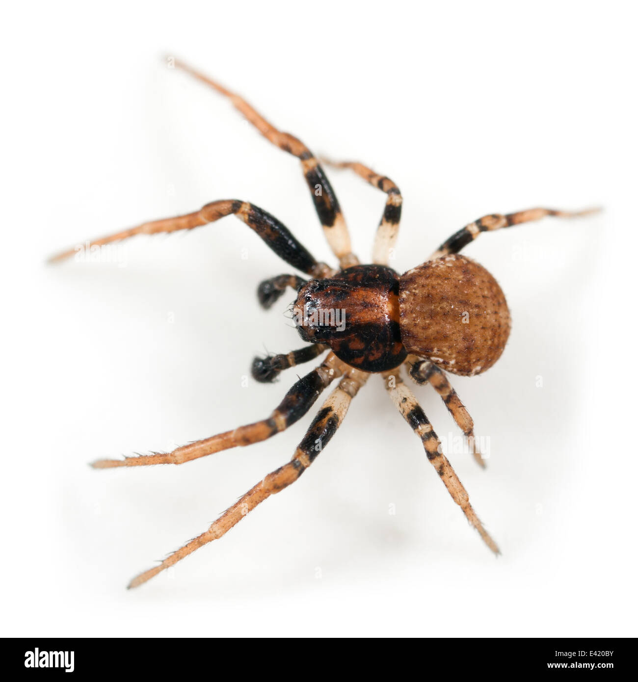 Male Ozyptila praticola spider, part of the family Thomisidae - Crab ...