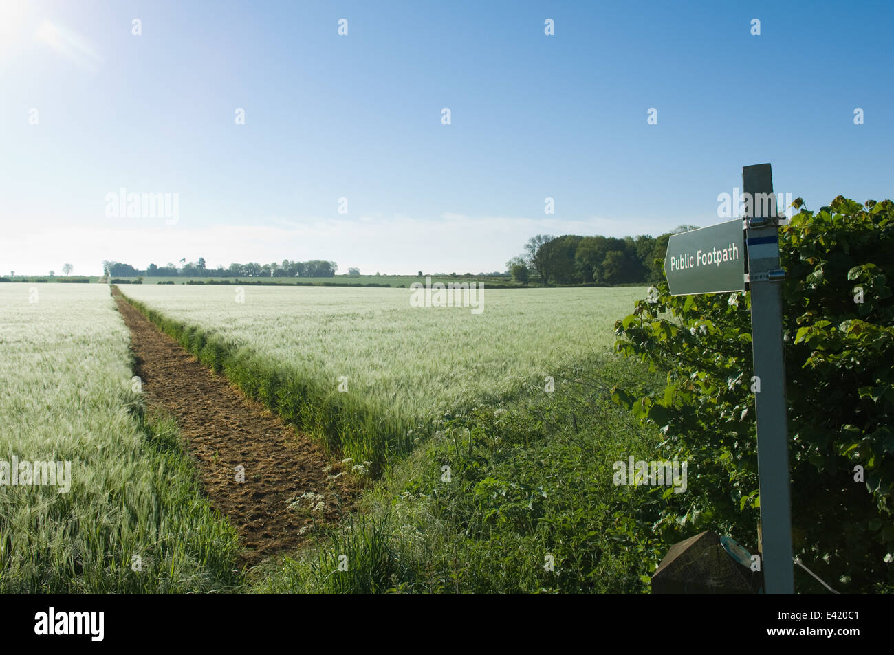 The green wheatfield hi-res stock photography and images - Alamy