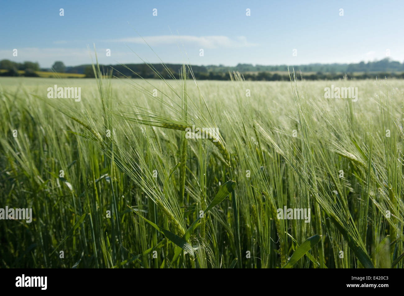 Wheat husks hi-res stock photography and images - Alamy