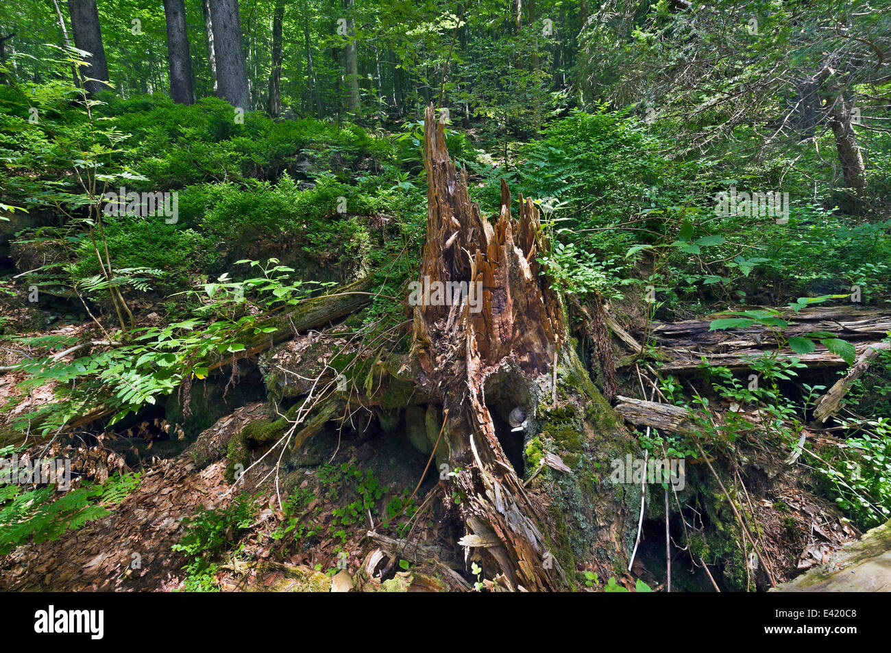 Germany, Bayerischer Wald NP, Bavarian forest Stock Photo - Alamy