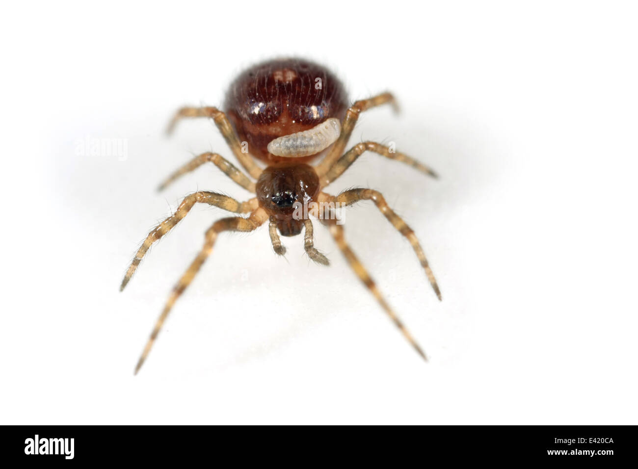 Steatoda bipunctata (Common false-widow) spider with a parasite larva ...