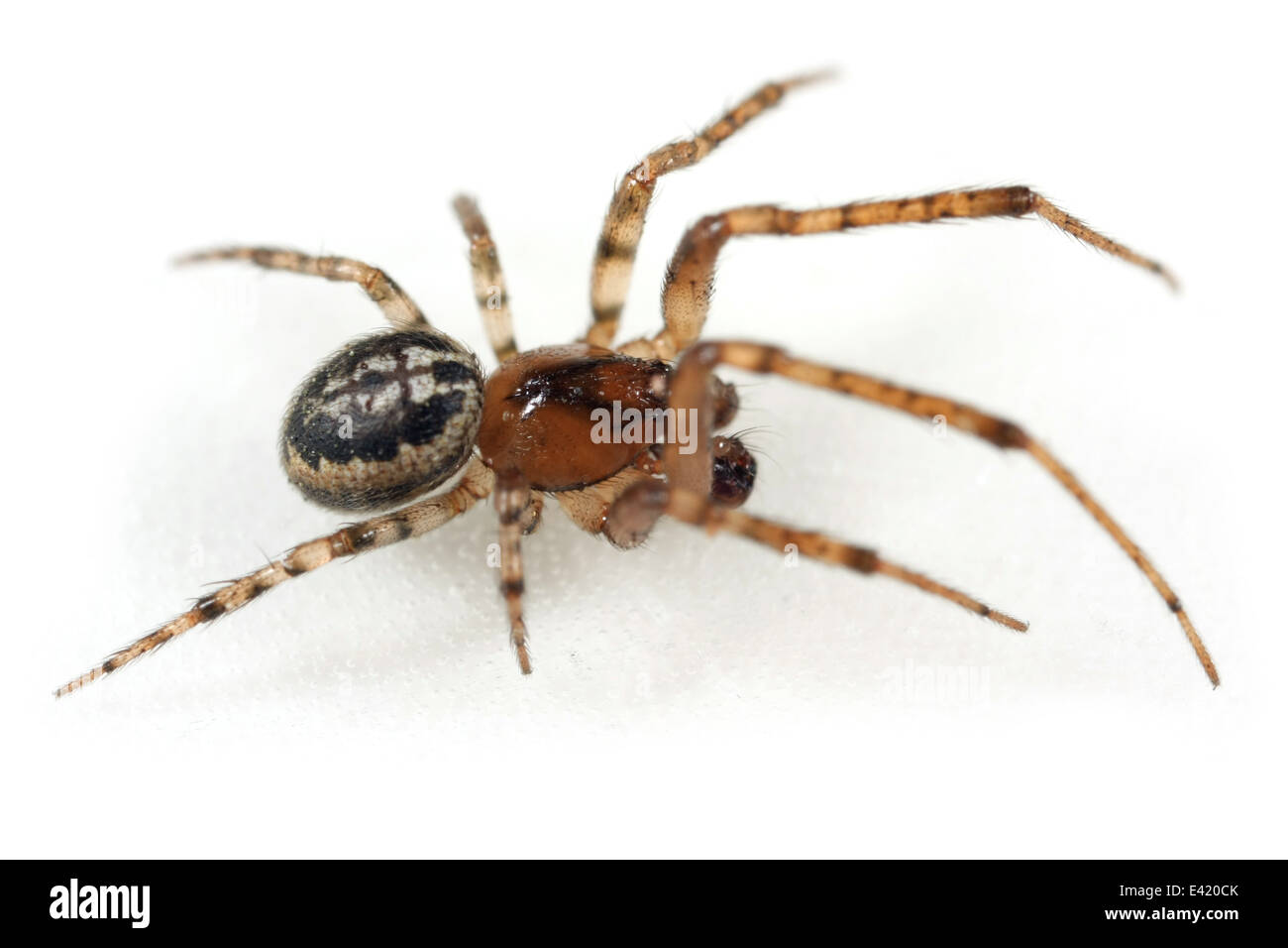 Male Tree sector spider (Stroemiellus stroemi), part of the family ...
