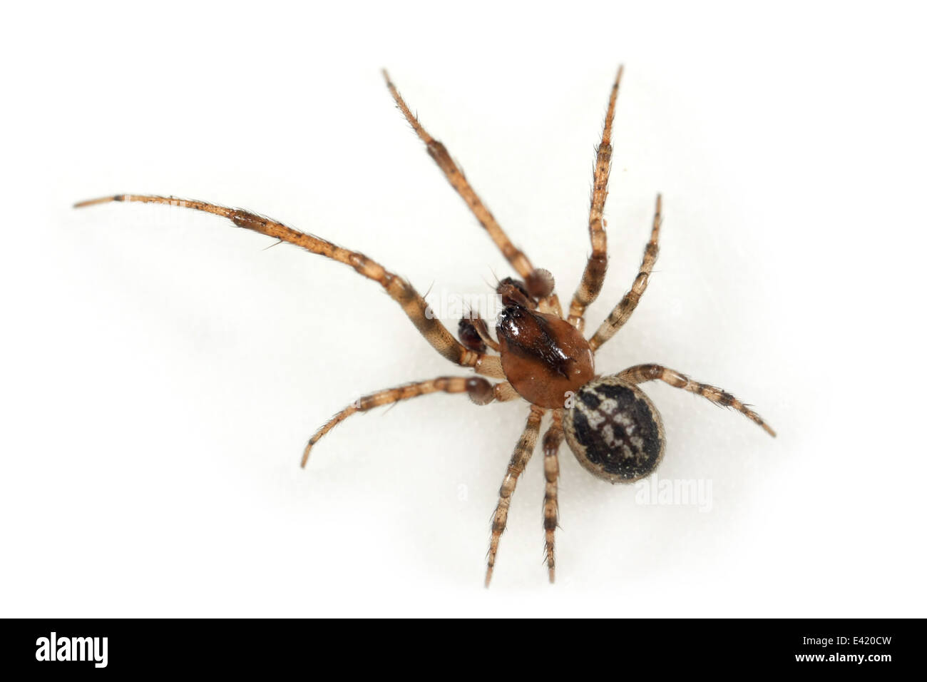 Male tree spider stroemiellus stroemi hi-res stock photography and ...