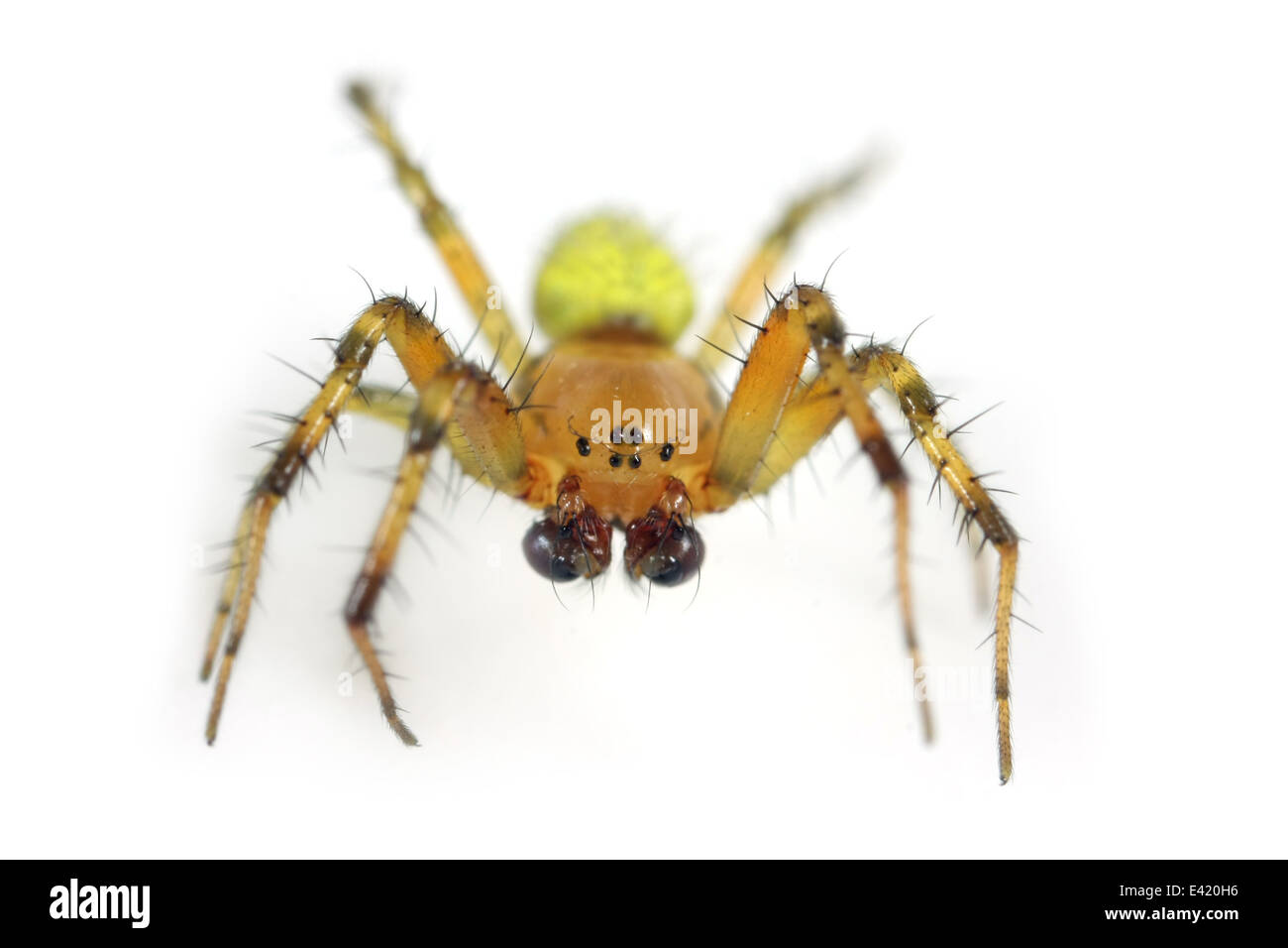 Male Cucumber spider (Araniella cucurbitina), part of the family ...