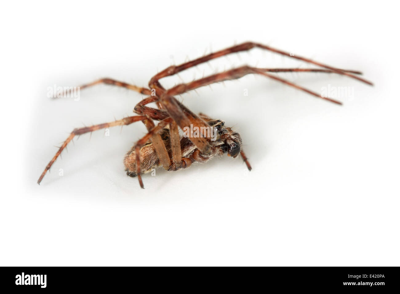 Bridge spider hi-res stock photography and images - Alamy