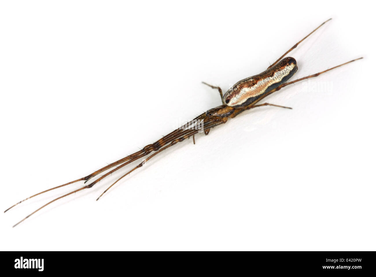 Female Shadow stretch-spider (Tetragnatha montana), part of the family ...