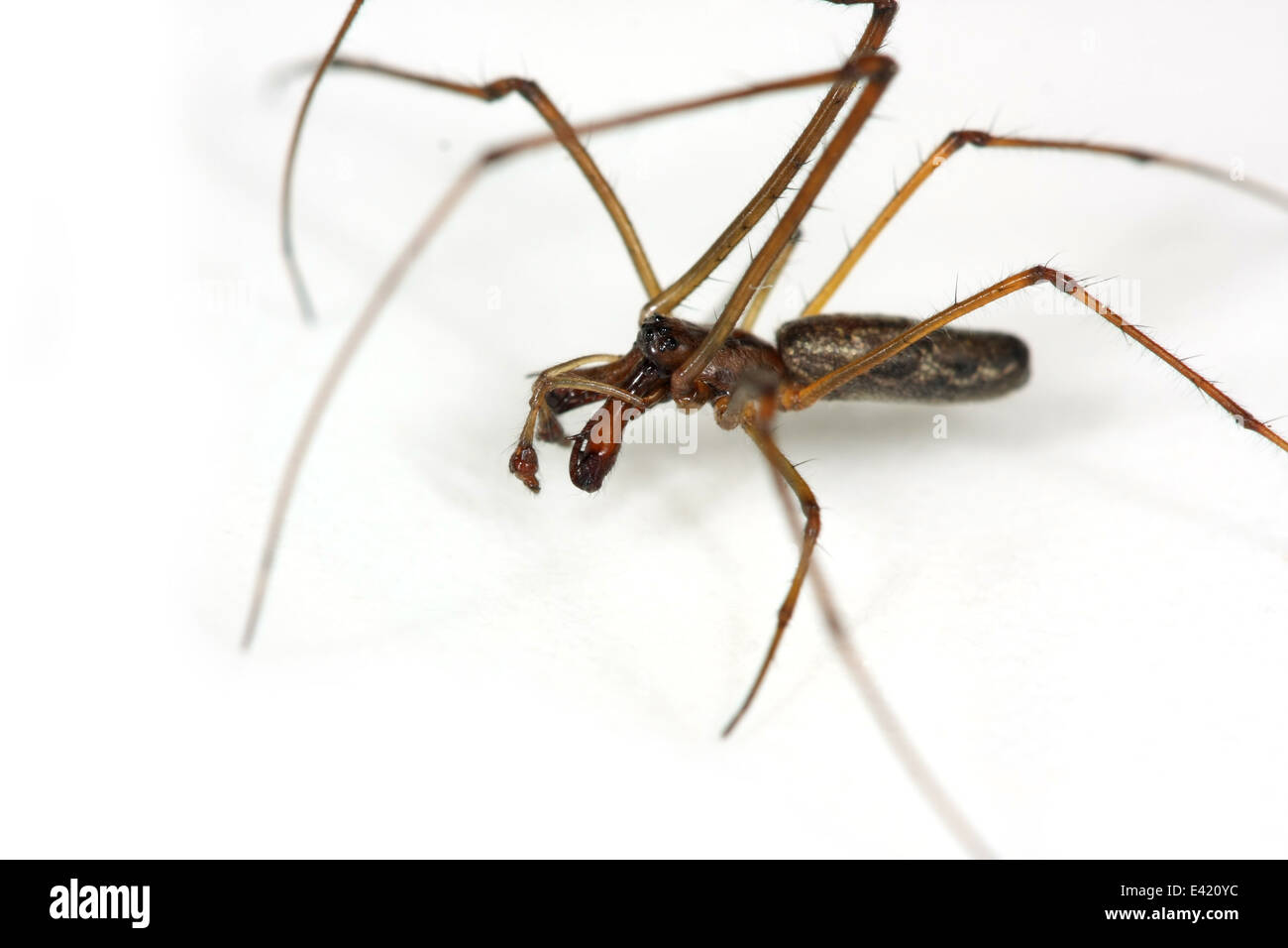 Male Dark stretch-spider (Tetragnatha nigrita), part of the family ...