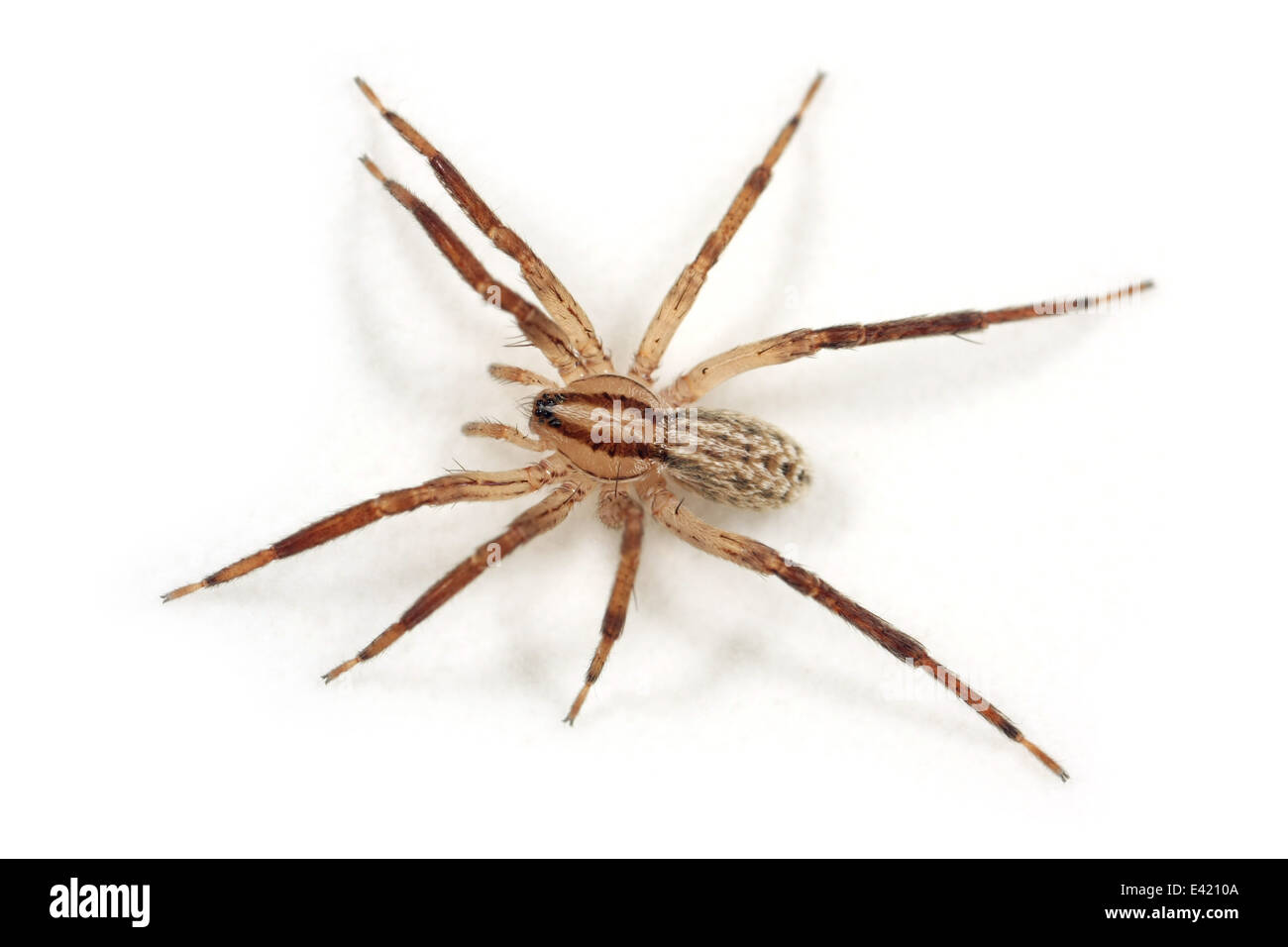Female Zora spinimana spider, part of the family Zoridae - Wandering or ...