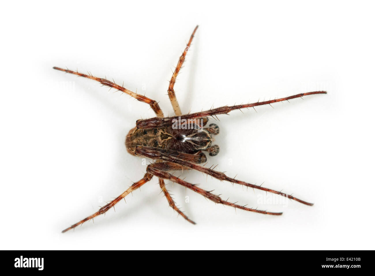 Bridge spider larinioides sclopetarius hi-res stock photography and ...