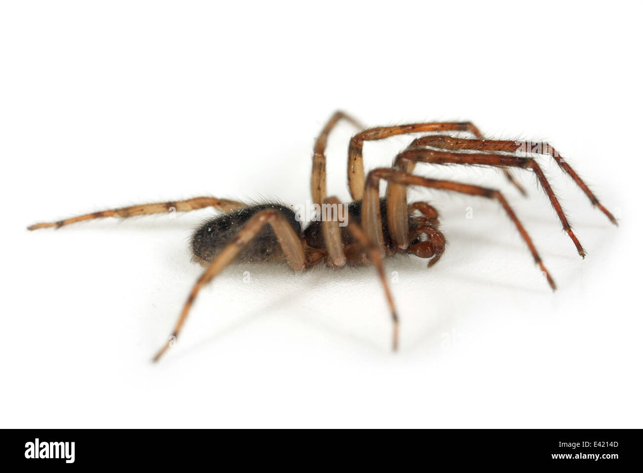 Male Snake-back spider (Segestria senoculata), part of the family ...