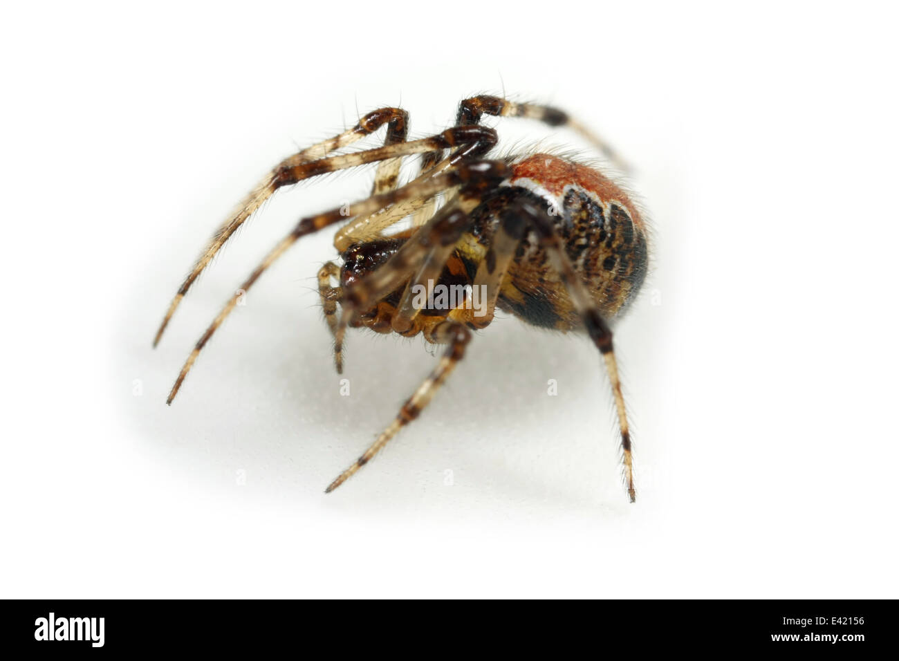 Female Theridion pictum spider, part of the family Theridiidae (Cobweb ...