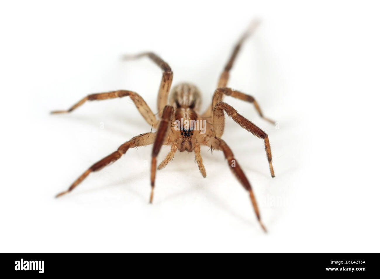 Female Zora spinimana spider, part of the family Zoridae - Wandering or ...