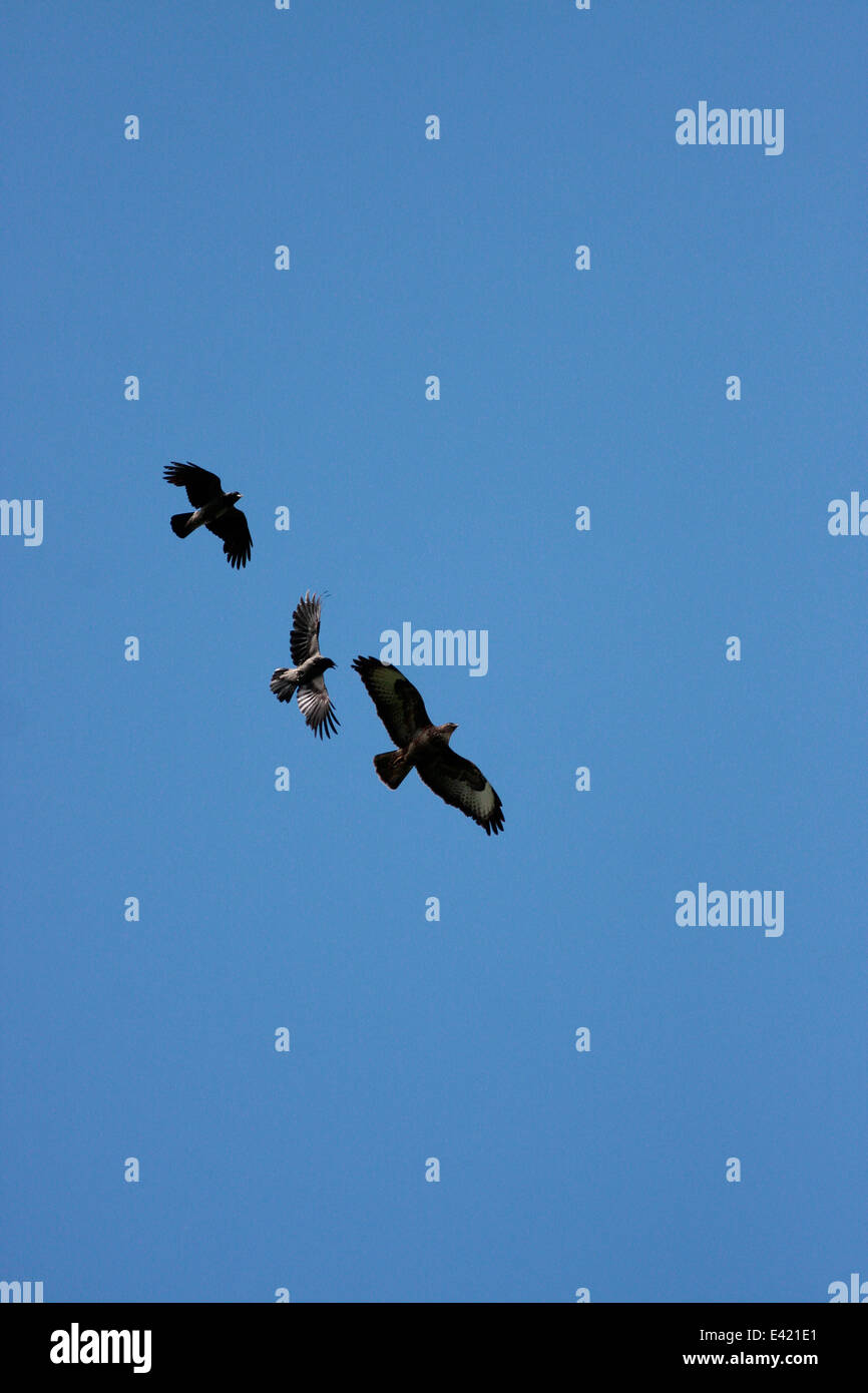 Being mobbed by hi-res stock photography and images - Alamy