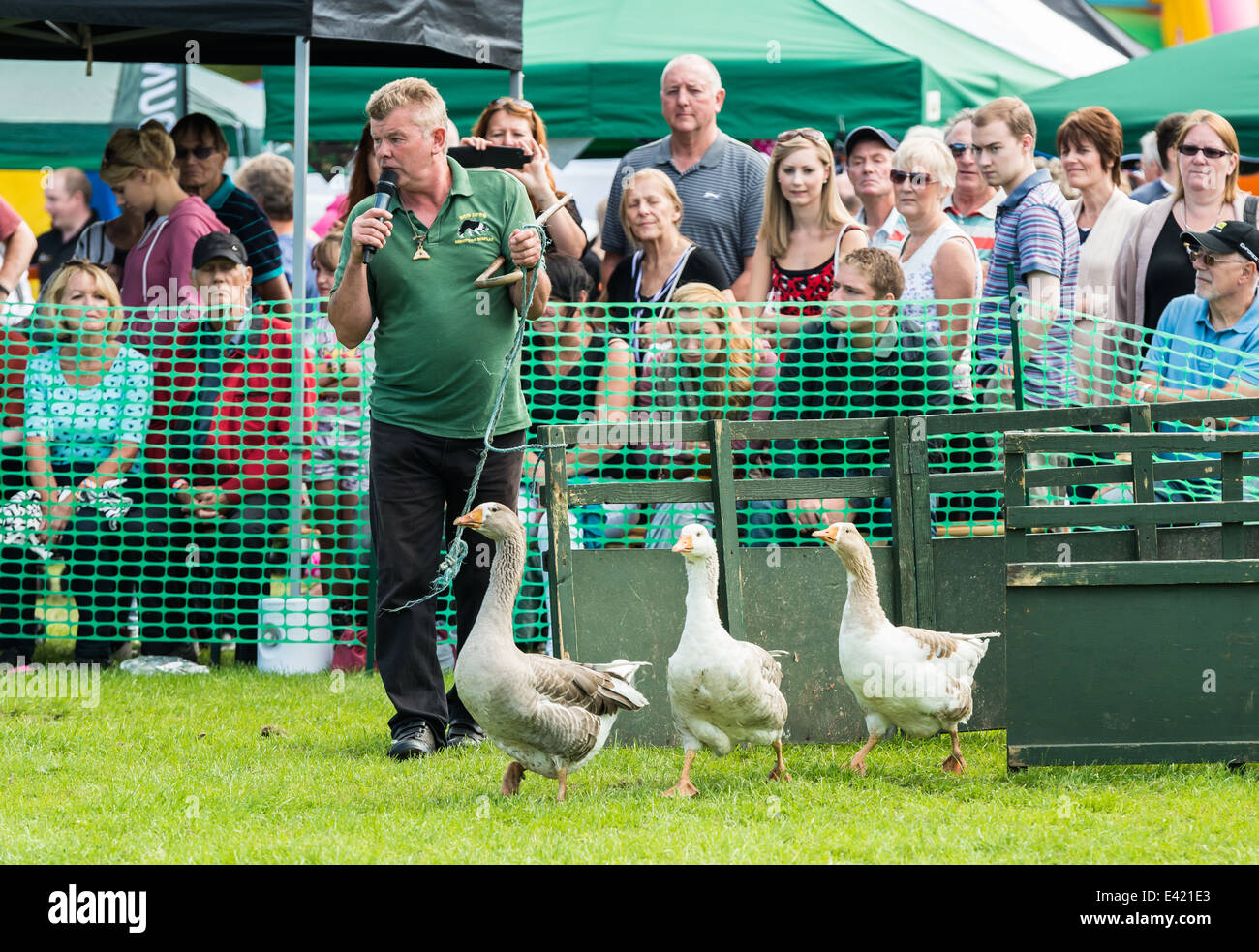 Sheep dog trainer performing in the ring at the Mirfield Show Stock ...