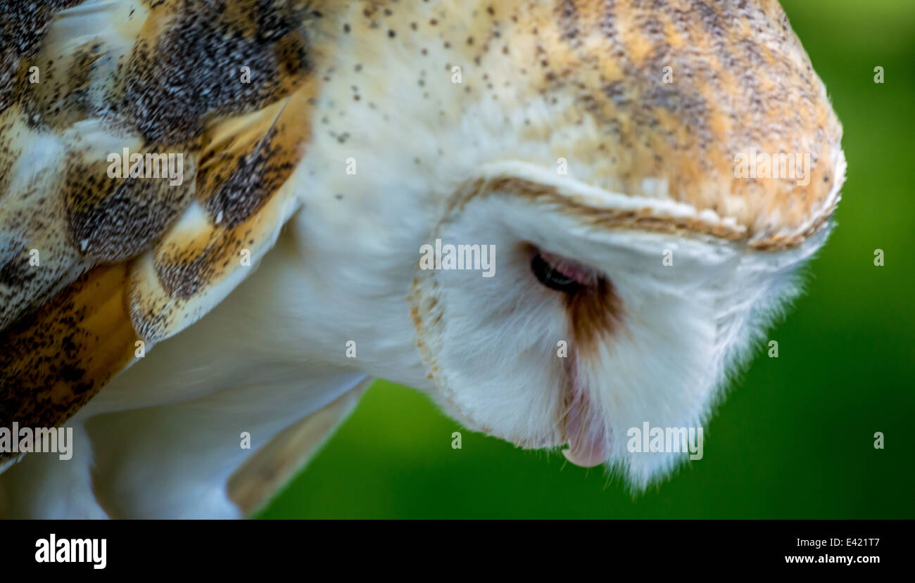 Soft stare hi-res stock photography and images - Alamy