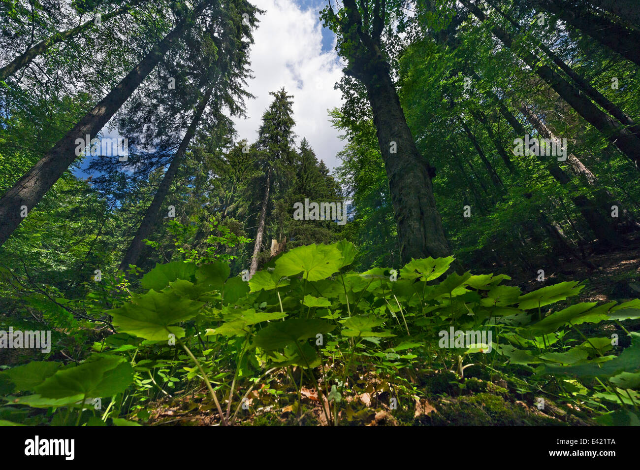 Germany, Bayerischer Wald NP, Bavarian forest Stock Photo - Alamy