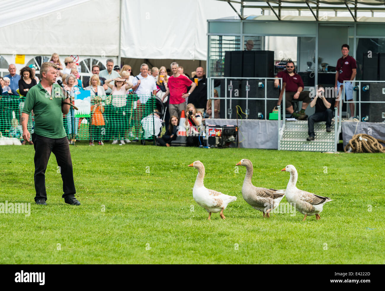 Sheep dog trainer performing in the ring at the Mirfield Show Stock ...