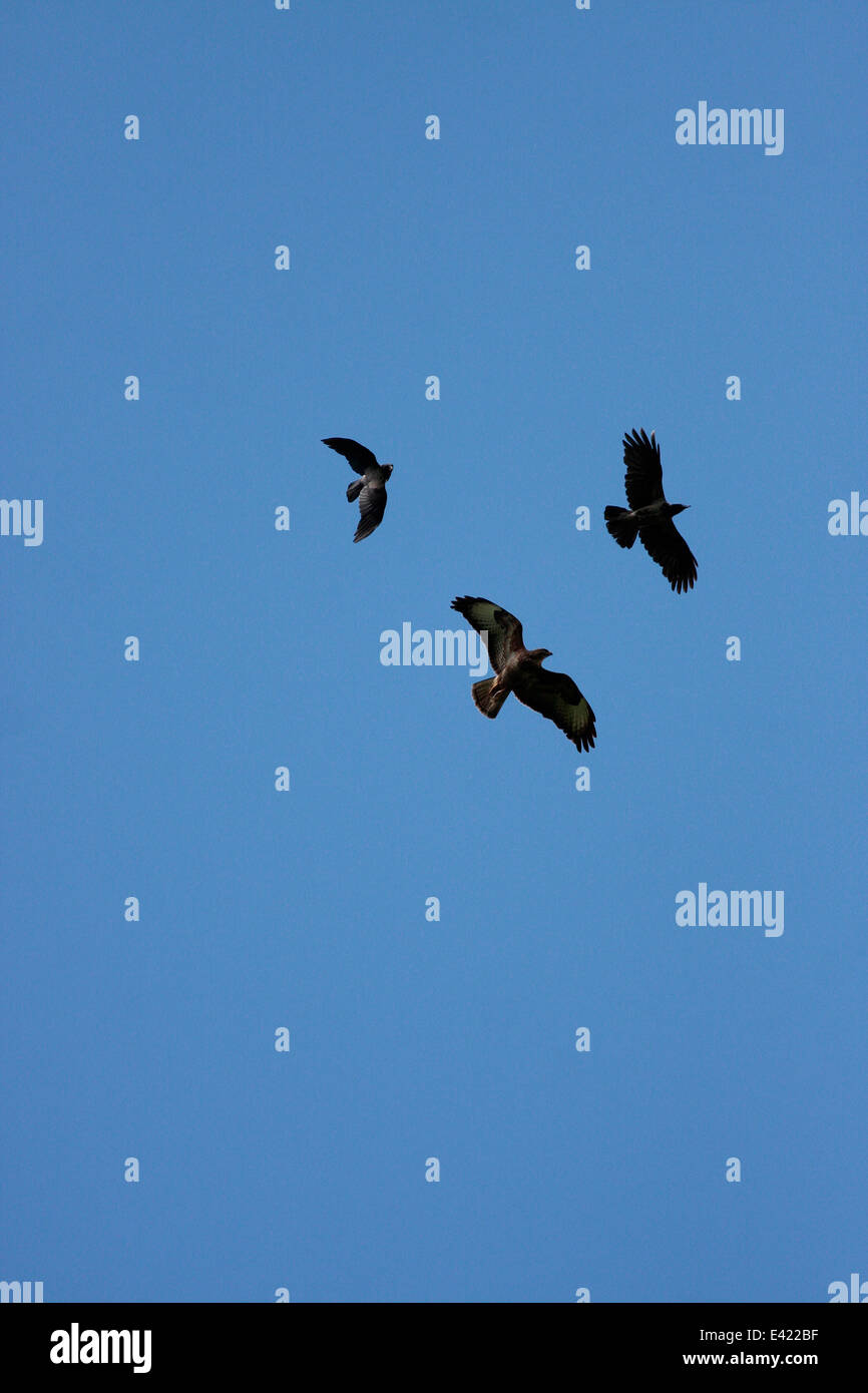 Common Buzzard being mobbed by Hodded Crows Stock Photo - Alamy