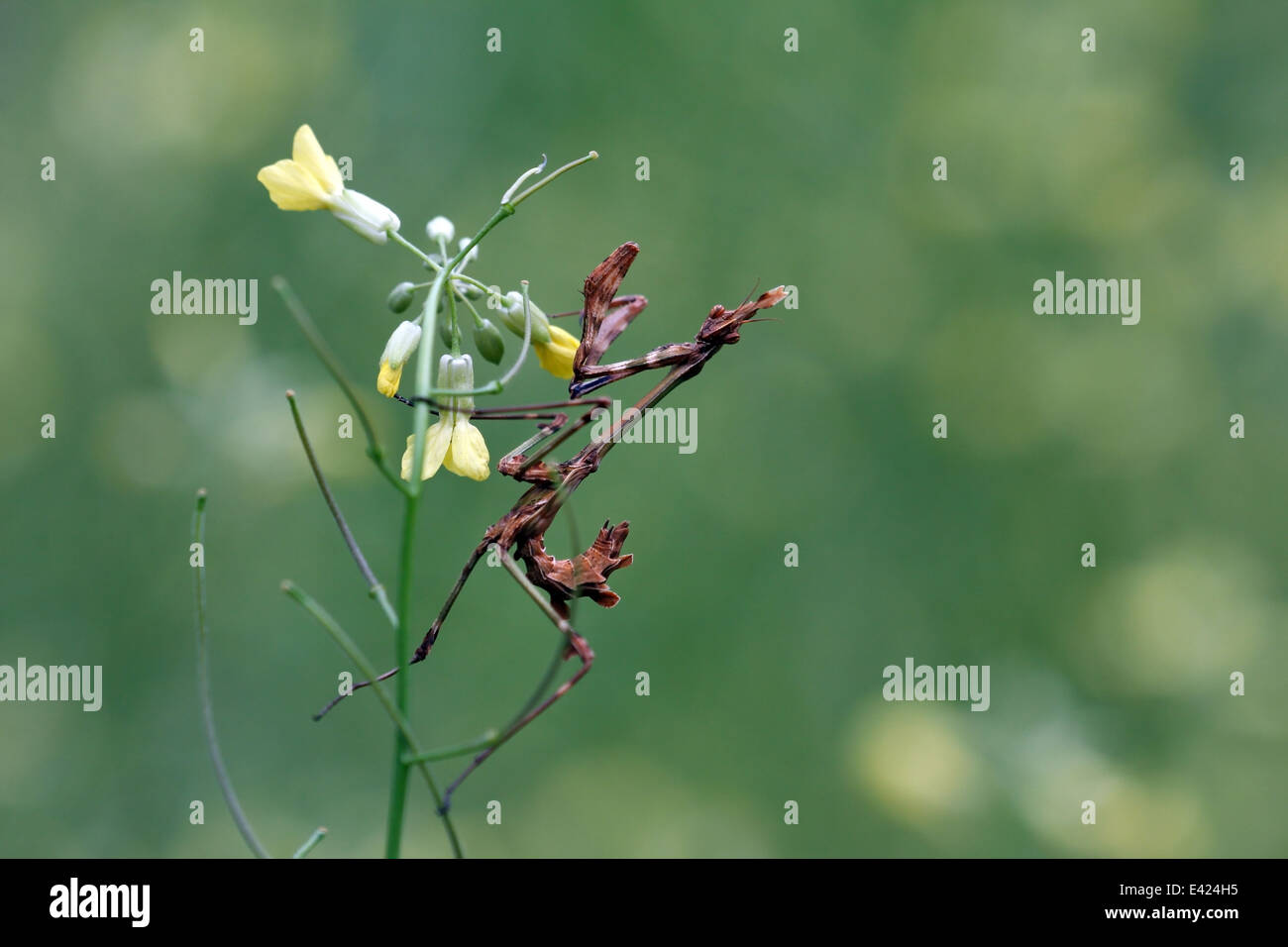 Praying mantis on plant in Bulgaria Stock Photo - Alamy