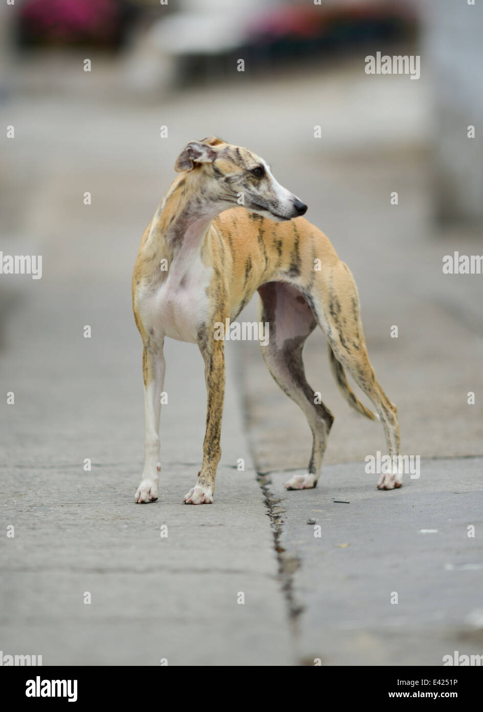 Hime (Princess in Japanese) a 2 year old whippet dog, stands and looks ...