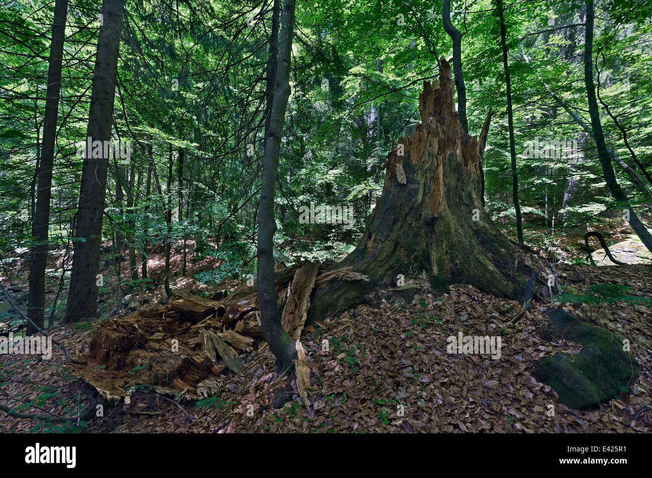 Germany, Bayerischer Wald NP, Bavarian forest Stock Photo - Alamy