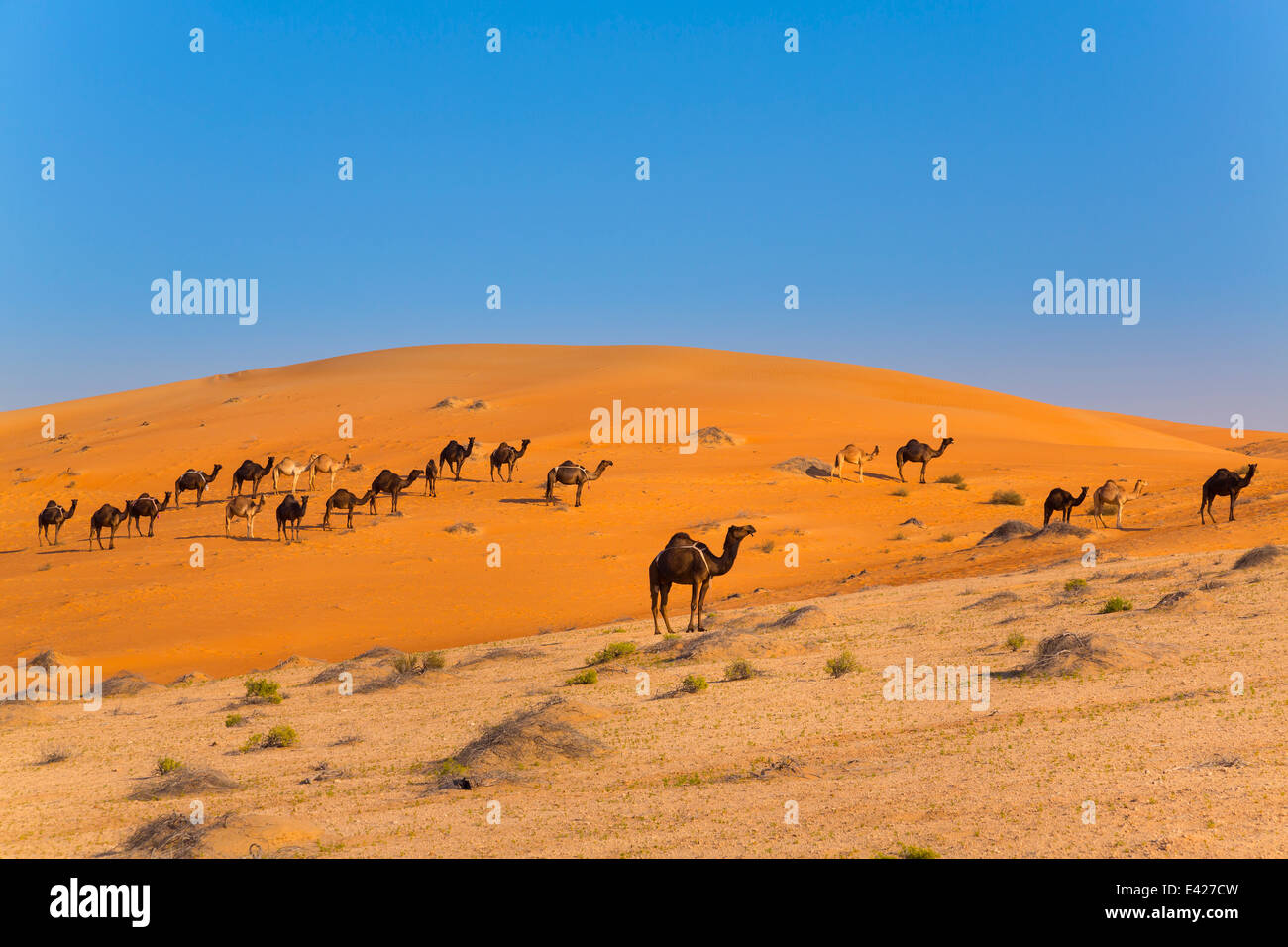 Rub al-Khali desert, empty quarter, Liwa desert, United Arab Emirates ...