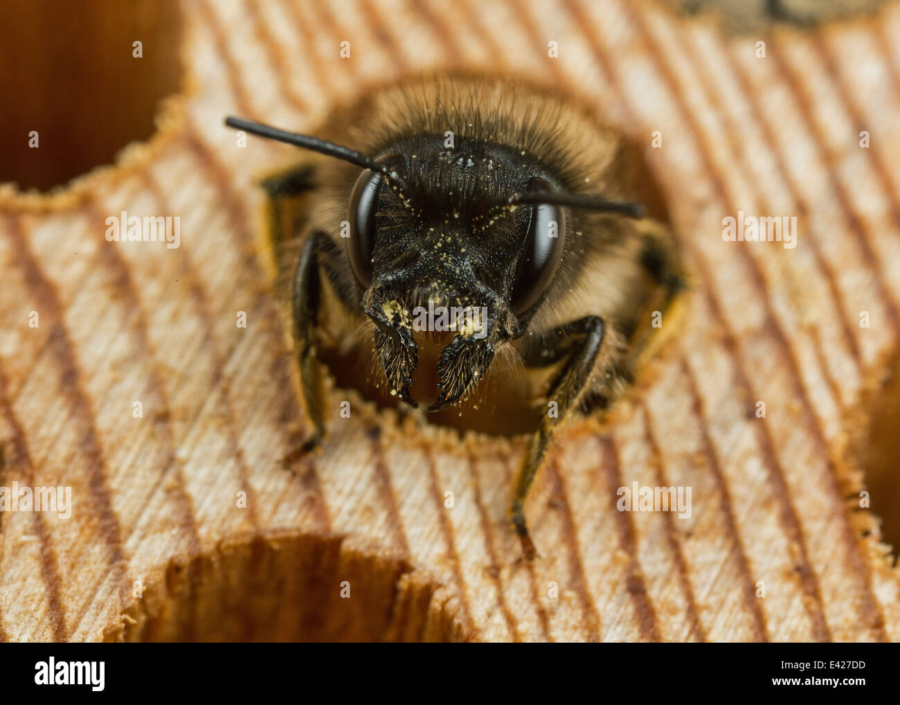 Female Red Mason Bee Stock Photo - Alamy