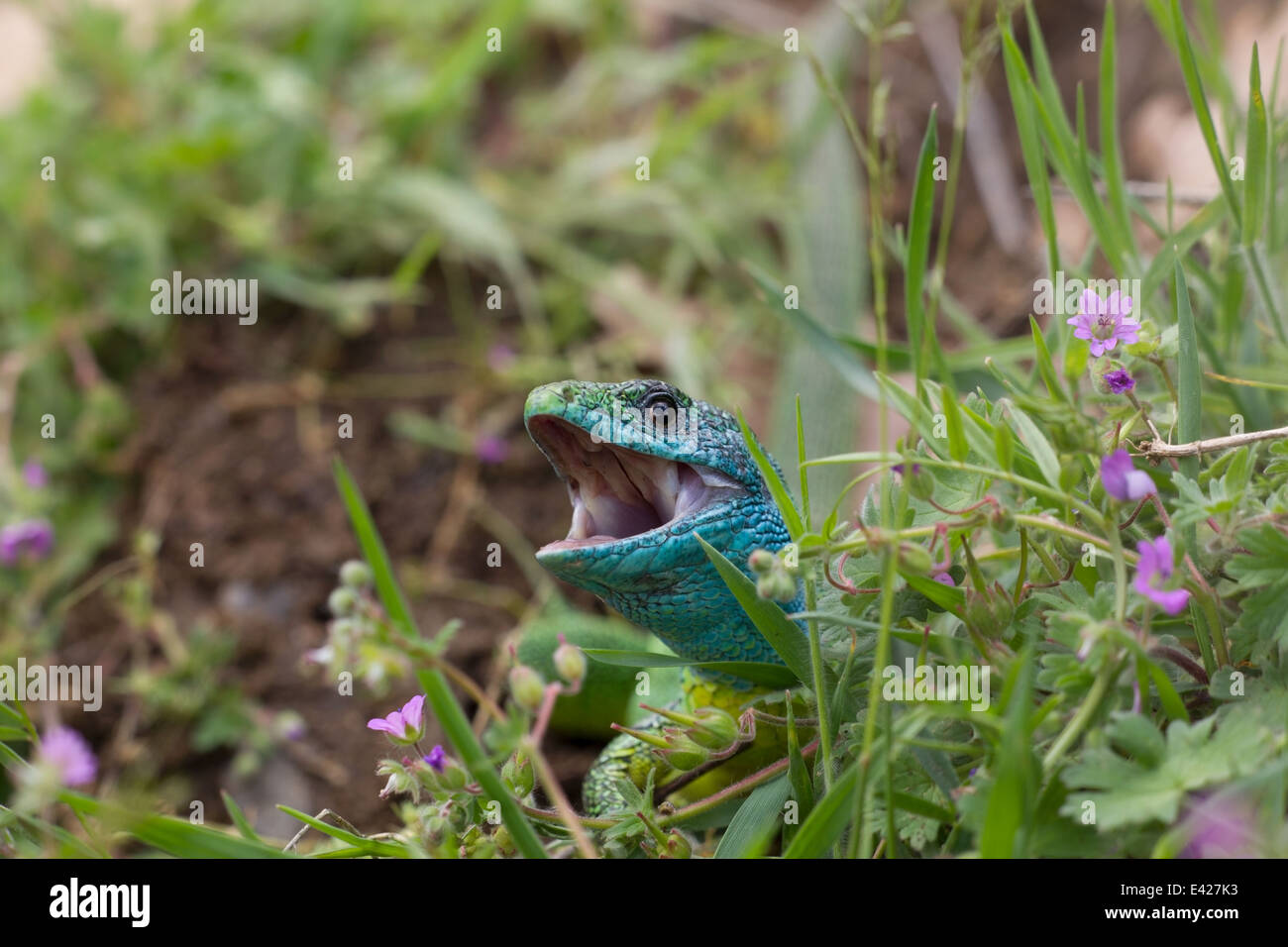 emerald lizard in the bushes with wide open mouth in Bulgaria Stock ...