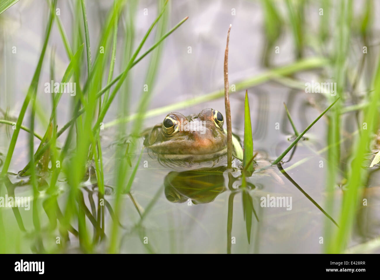 Big green frog hi-res stock photography and images - Alamy