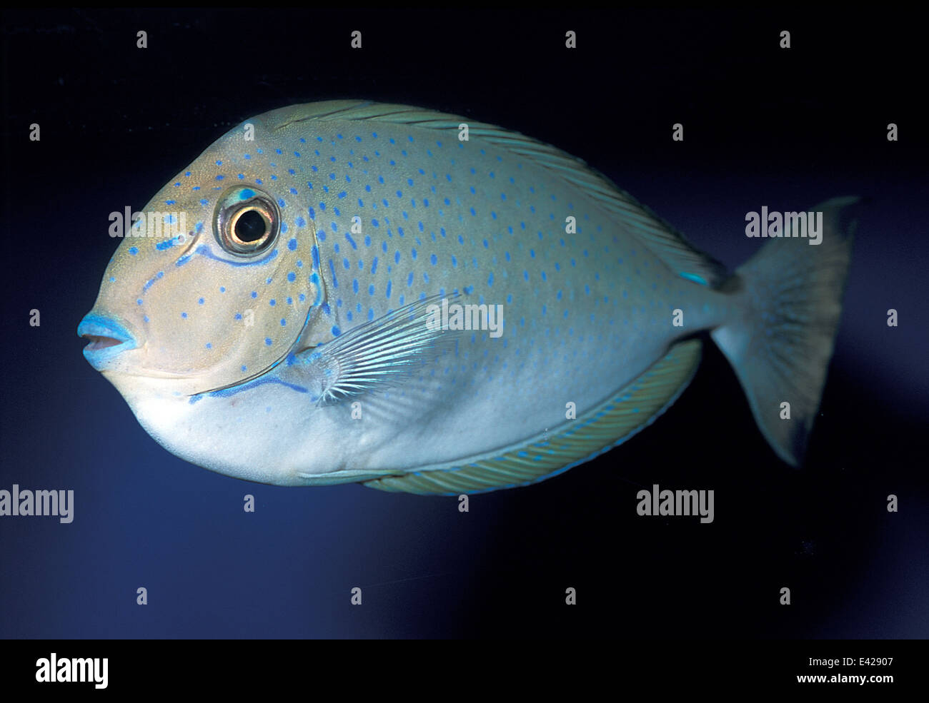 Young Elongate Unicornfish Naso lopezi juv., Acanthuridae, Indo-pacific ...