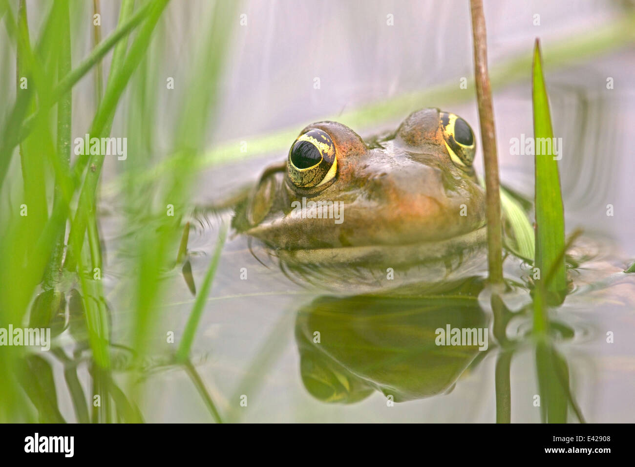 Big green frog hi-res stock photography and images - Alamy