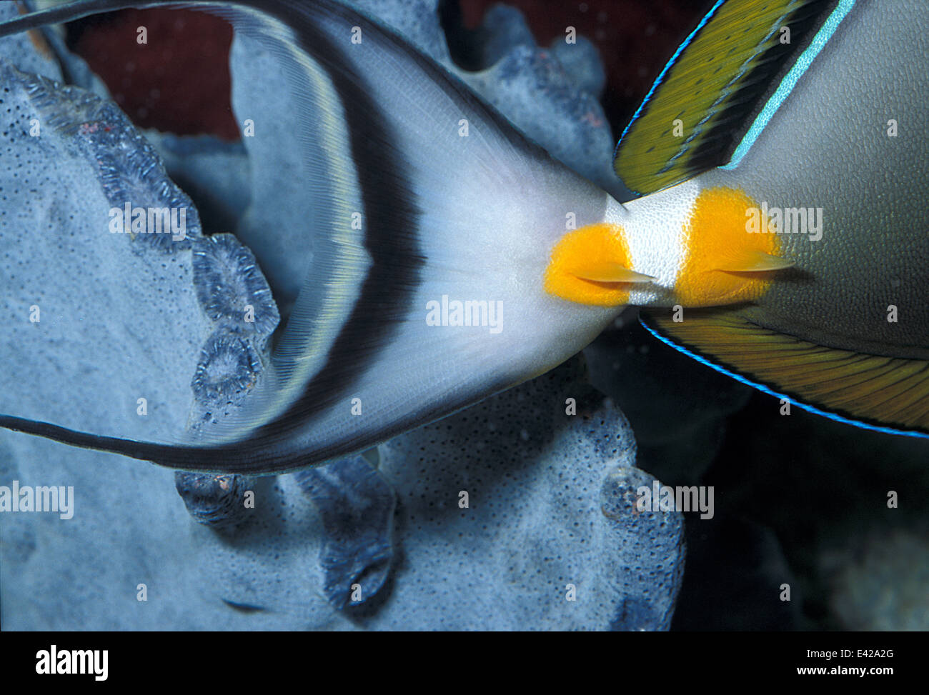Tail spines of Orangespine Unicornfish Naso lituratus, Acanthuridae ...