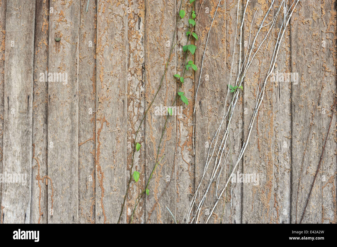 Termite damage hi-res stock photography and images - Alamy