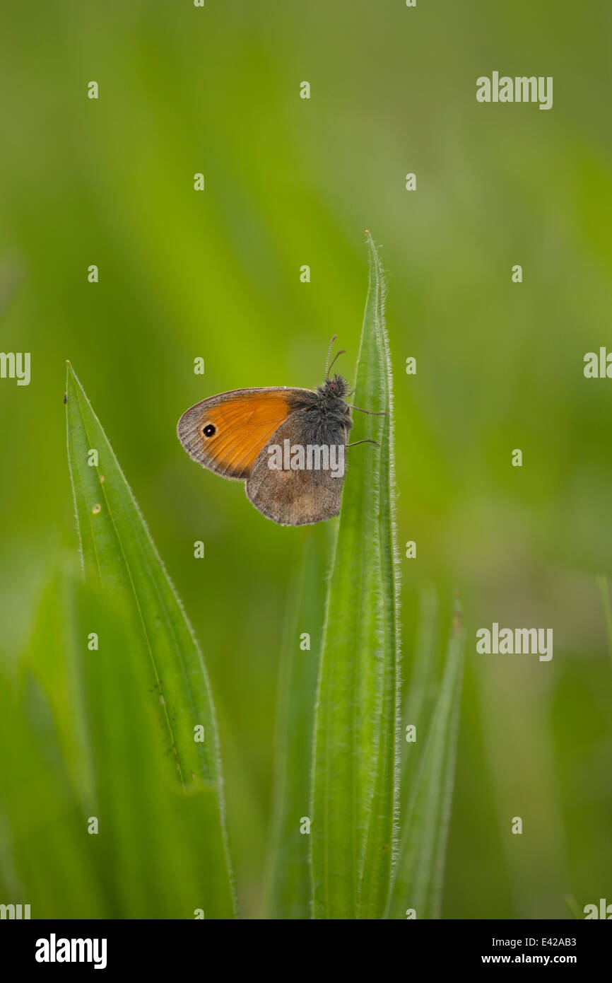 Heath sits on plant Piris in the mountains in Bulgaria Stock Photo - Alamy