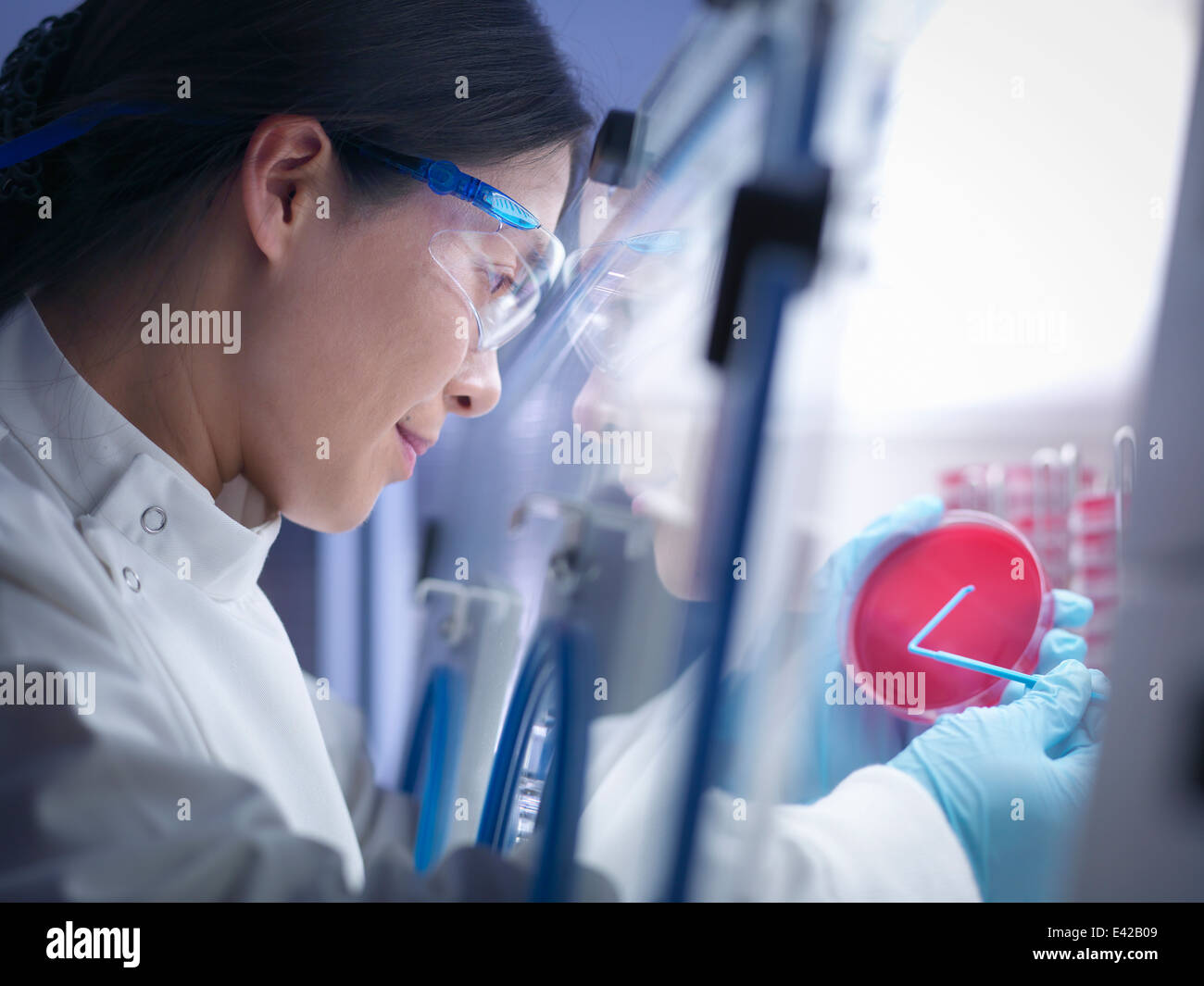 Bacterial testing hi-res stock photography and images - Alamy
