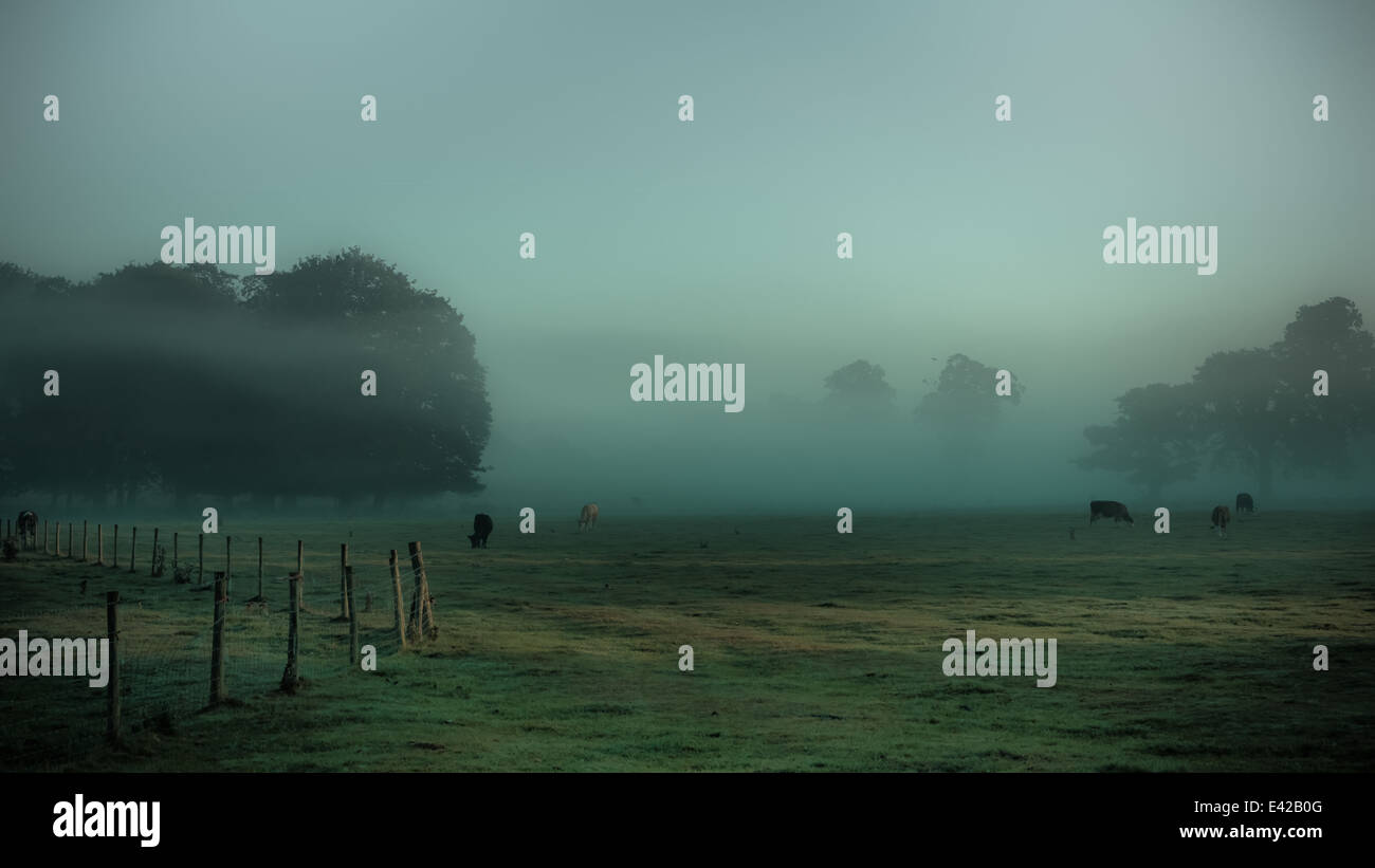 Bovines hi-res stock photography and images - Alamy