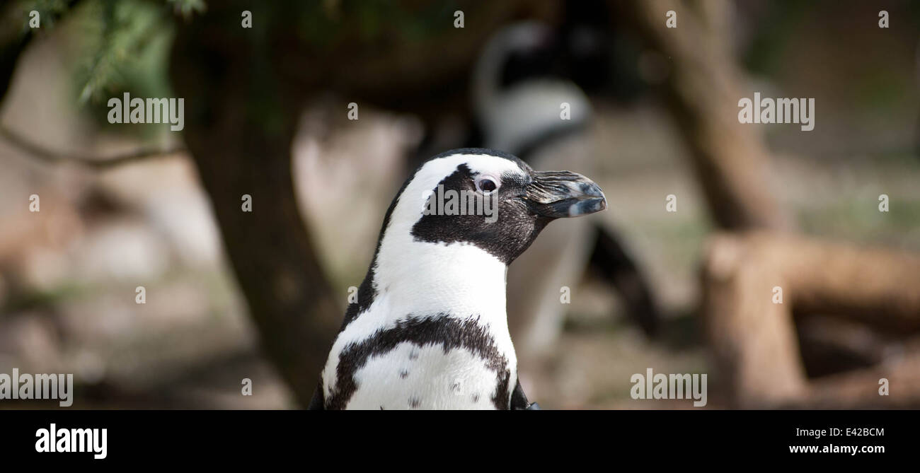 A penguin at a zoo Stock Photo - Alamy