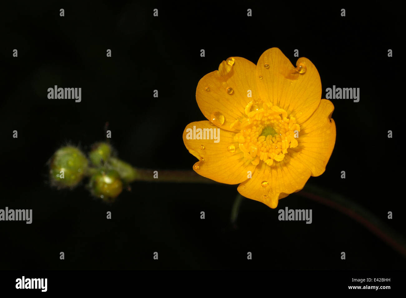 Meadow buttercup leaves hi-res stock photography and images - Alamy