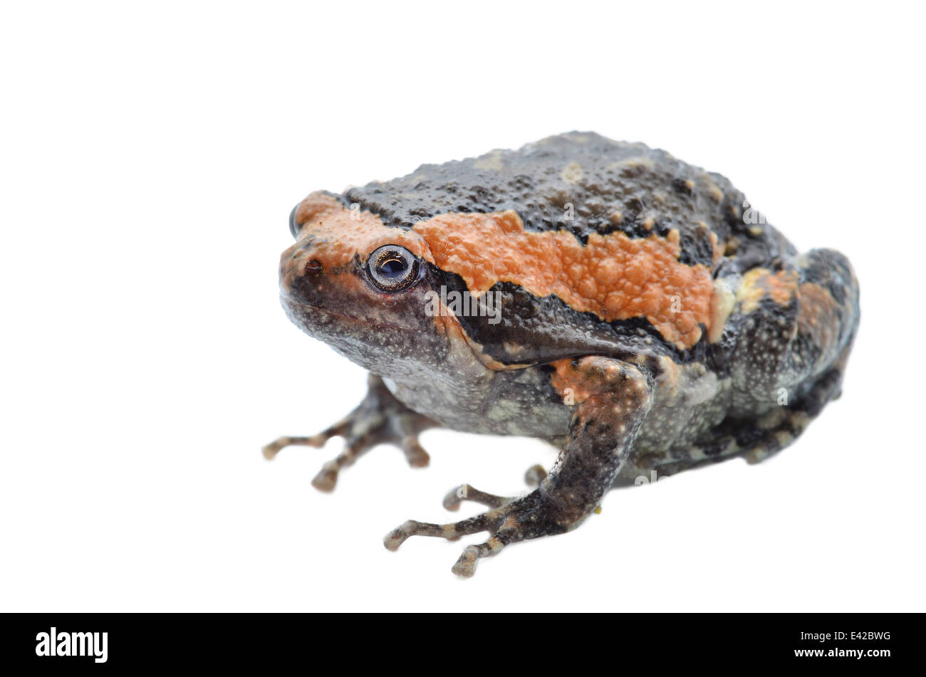 Toad isolated on white Stock Photo - Alamy