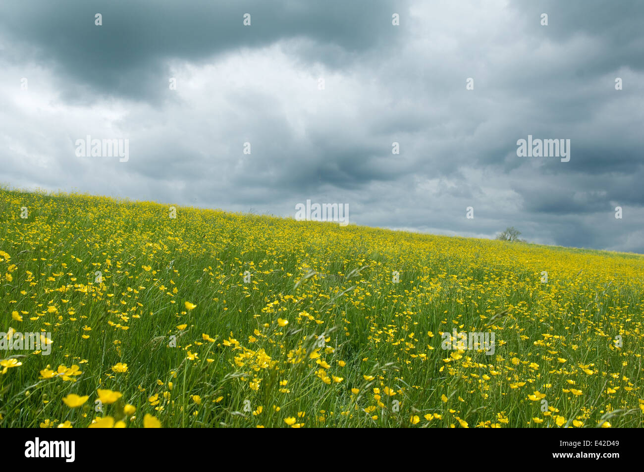 Field of buttercups hi-res stock photography and images - Alamy