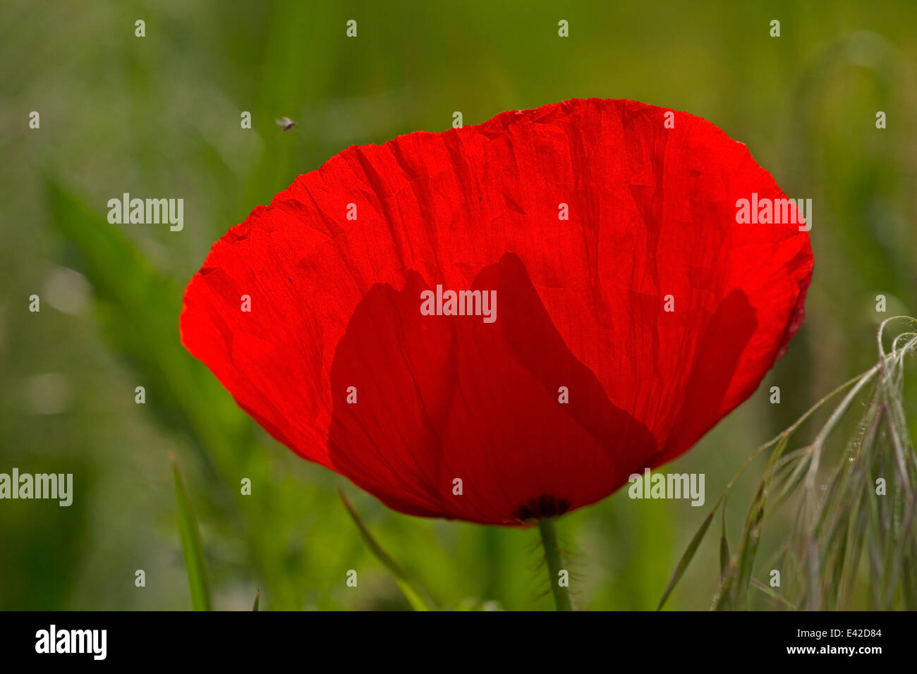Pirin poppy hi-res stock photography and images - Alamy