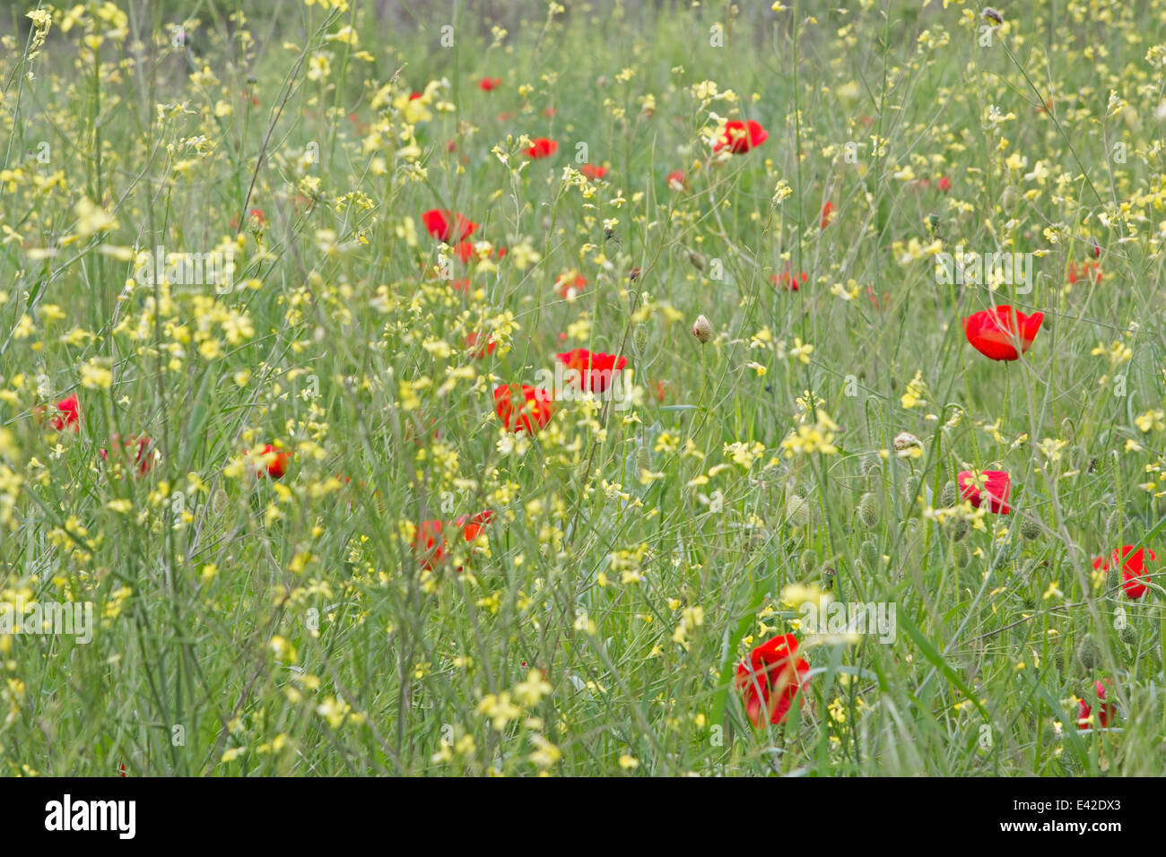 Pirin poppy hi-res stock photography and images - Alamy