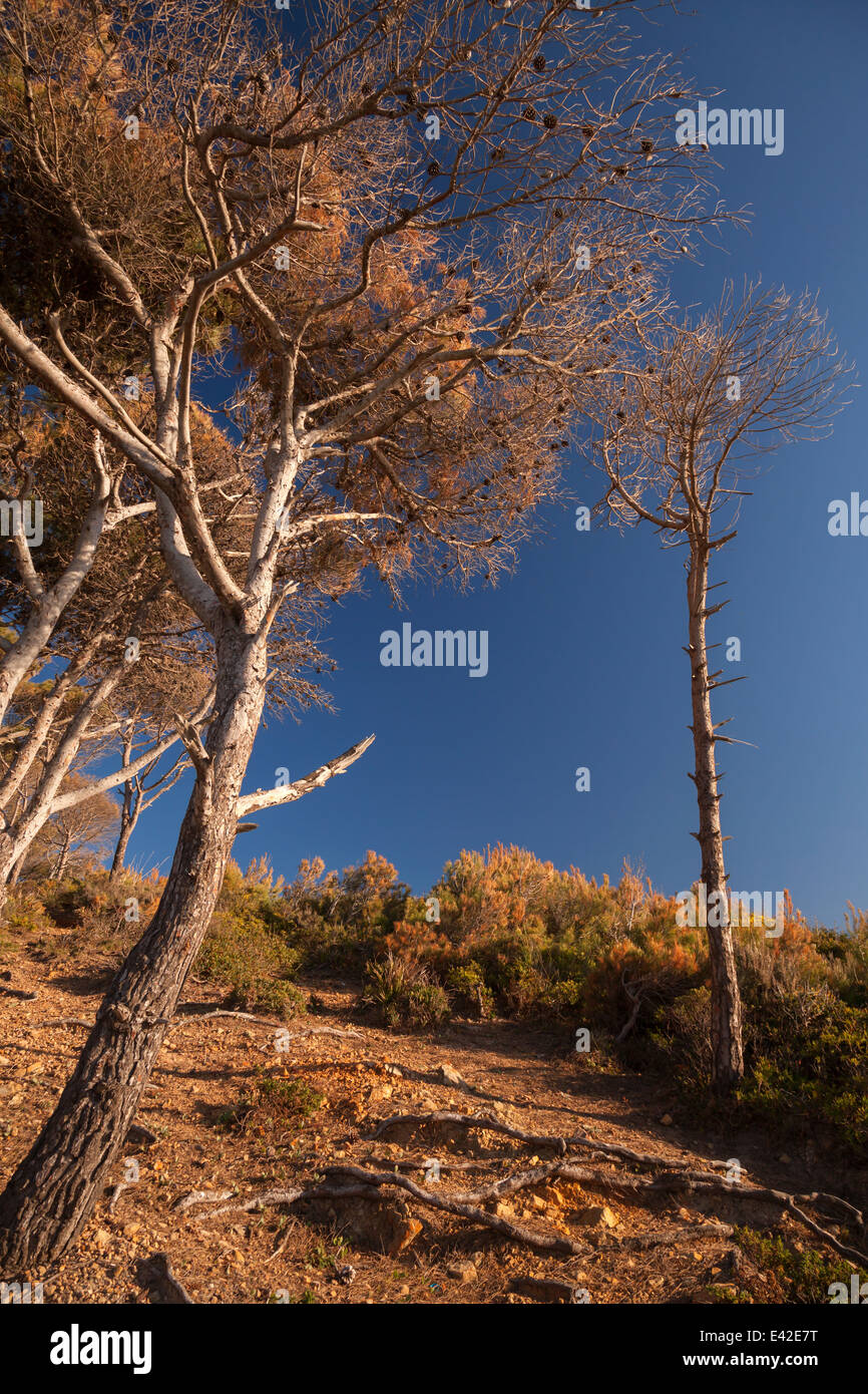 Dry pine trees and deep blue sky. Coastal forest in Morocco Stock Photo ...