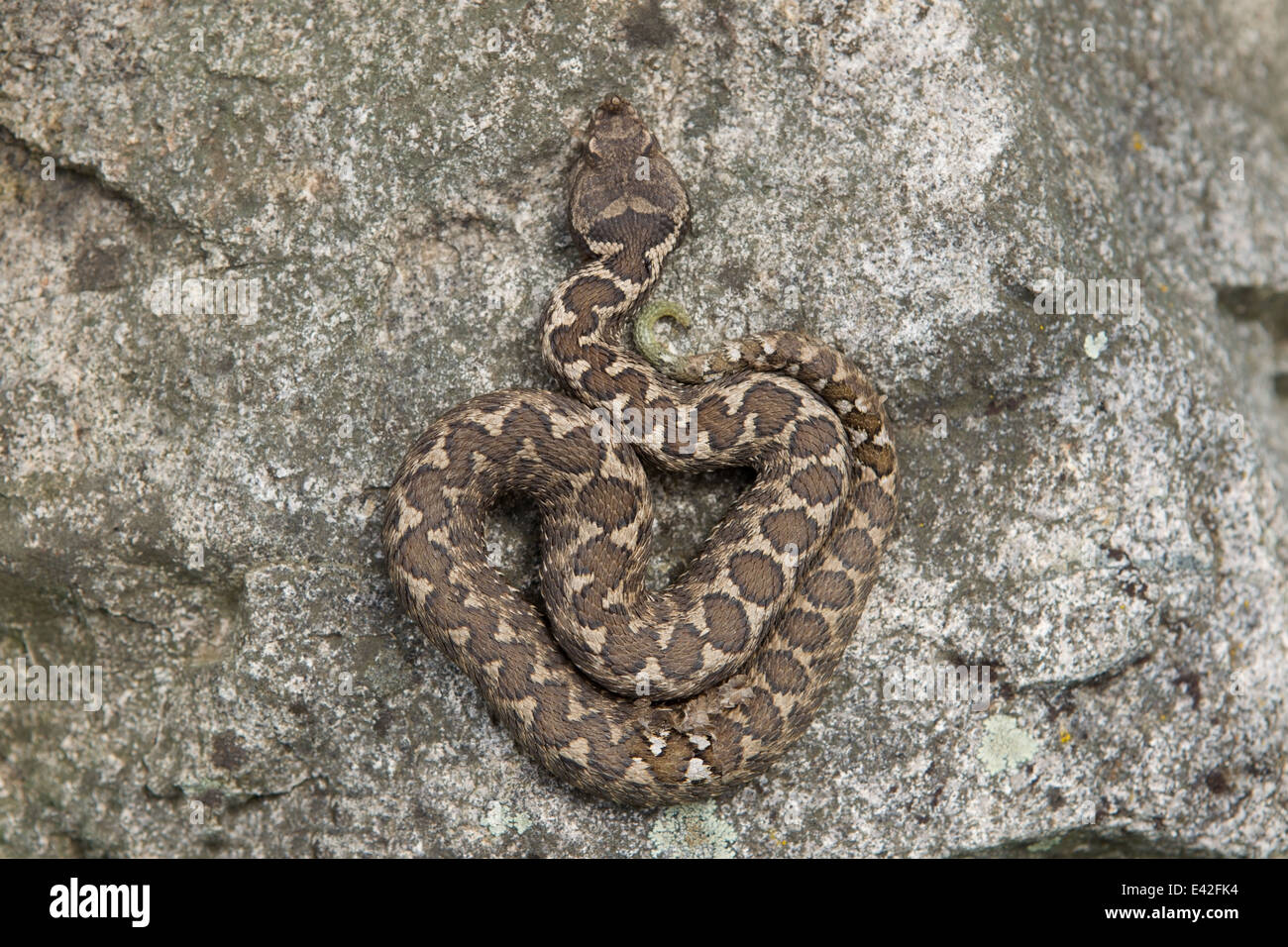Sand Viper High Resolution Stock Photography and Images - Alamy