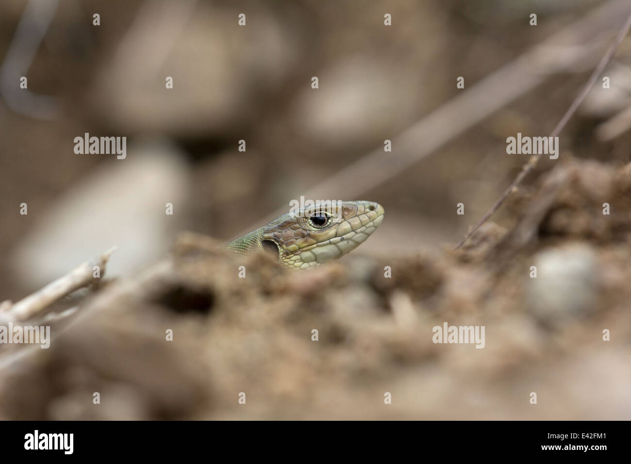 Young emerald lizard in Bulgaria Stock Photo - Alamy