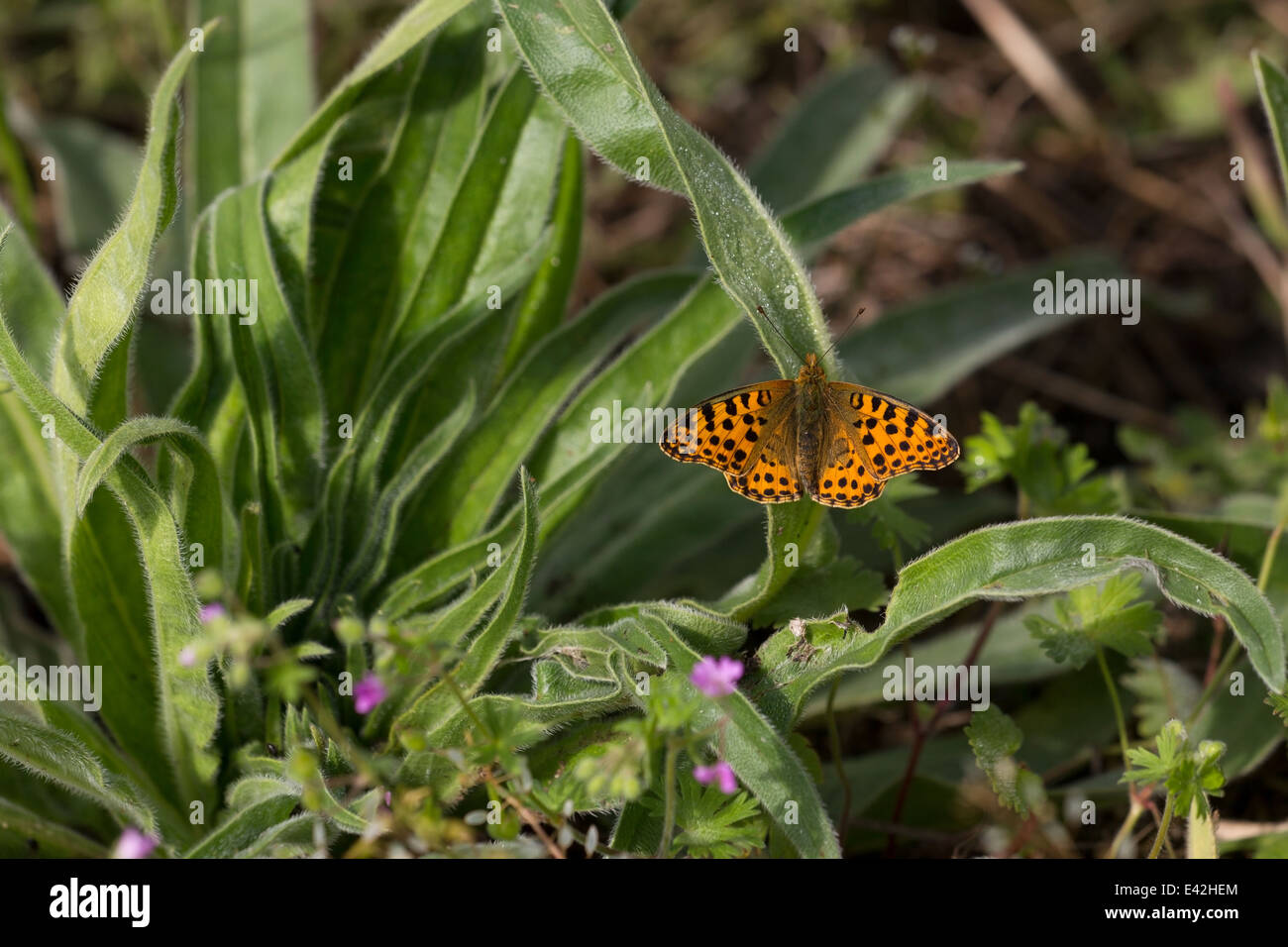 Butterfly in bulgaria hi-res stock photography and images - Alamy