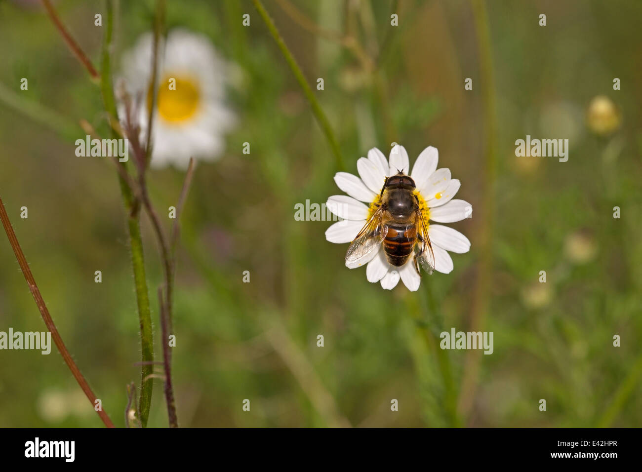 Insect in bulgaria hi-res stock photography and images - Alamy