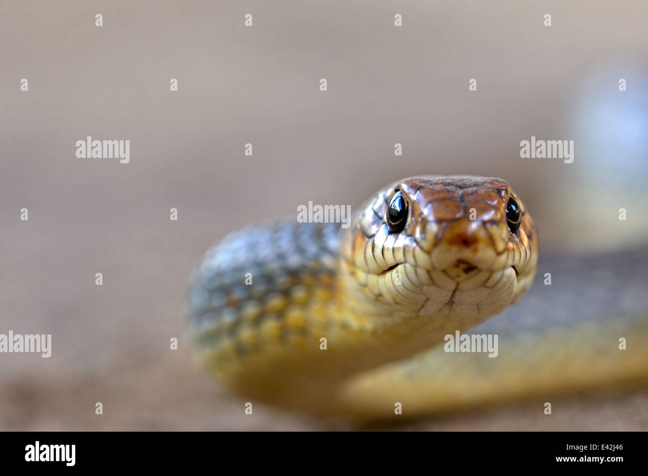 Snake arrow hi-res stock photography and images - Alamy